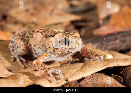 Photo of a tree hole frog, they lay their eggs in tree holes, males ...