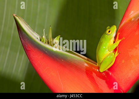 Tinker reed frog (Hyperolius tuberilinguis) on a plant leaf, South ...