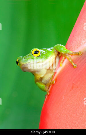 Tinker Reed Frog (Hyperolius tuberilinguis) Amphibia Stock Photo - Alamy