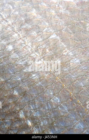 White-eye bream (Abramis sapa or Ballerus sapa) is a freshwater fish ...