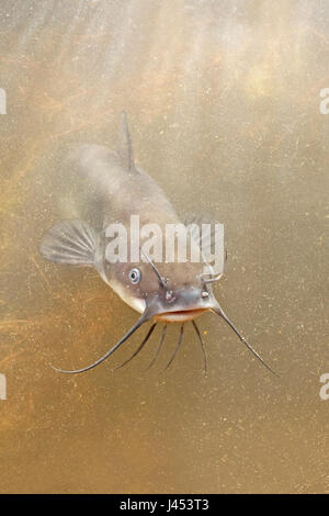 photo of a swimming brown bullhead under water with light coming from ...