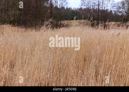early spring landscape with dried grass Stock Photo - Alamy