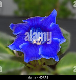 close up of a beautiful color Gloxinia bloom before it opens into a ...