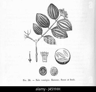Noix vomique (dessin Stock Photo - Alamy