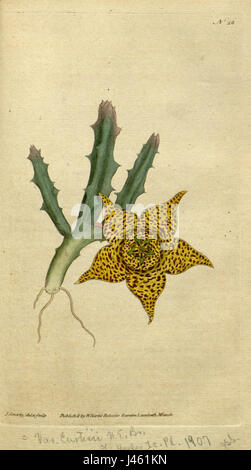 star flower of the species Orbea variegata Stock Photo - Alamy