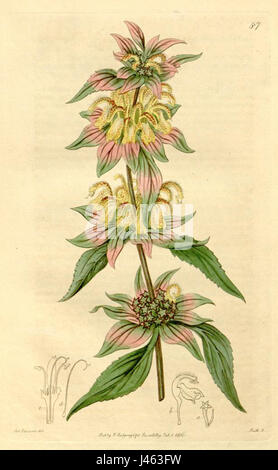 Monarda, genus, flowering, plant, Lamiaceae, bee, balm, with bumble bee ...