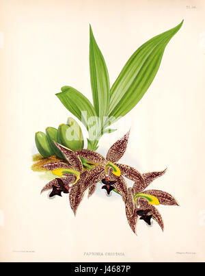 Paphinia cristata, a species of orchid, is known for its distinctive ...