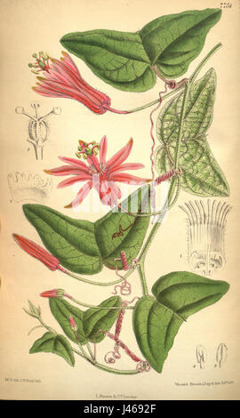 (Passiflora capsularis, L Stock Photo - Alamy