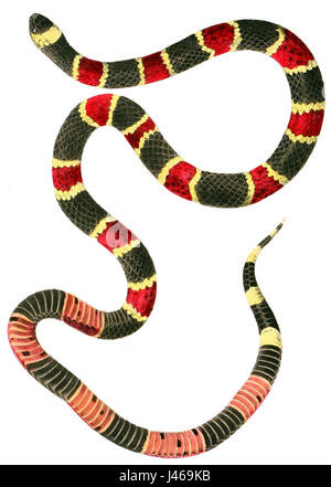 Venomous Eastern coral snake - Micrurus fulvius - close up macro of ...