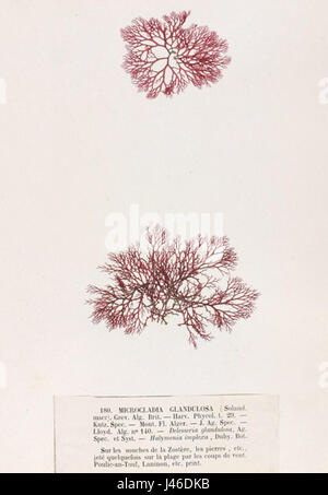 Microcladia glandulosa Crouan Stock Photo - Alamy