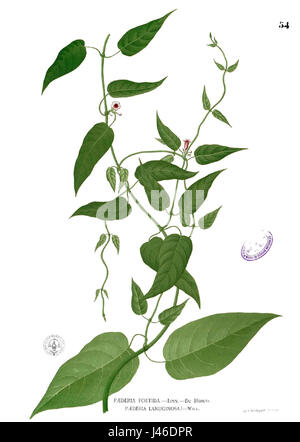 skunk vine (Paederia foetida Stock Photo - Alamy