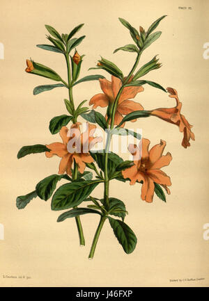 Sticky monkey-flower, Mimulus aurantiacus Stock Photo - Alamy