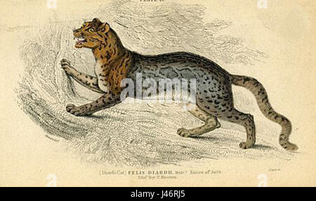 Neofelis diardi, also known as the Bornean clouded leopard, depicted in ...