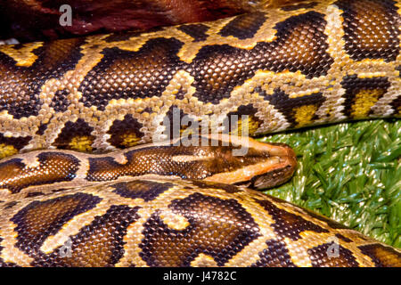 a Image animal reptile spotted a boa Stock Photo - Alamy