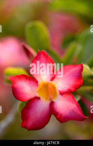 Adenium Desert Flowers in Festival city, Dubai, United Arab Emirates ...