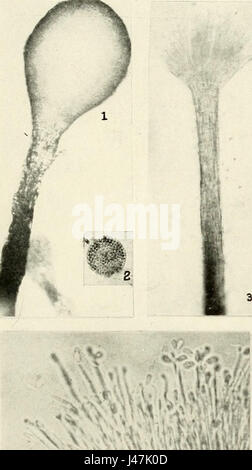 Ophiostoma ulmi coremium refers to a fungal species related to the elm ...