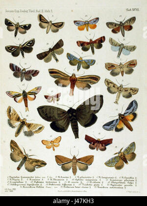 The 'Novara Exp Zoologische Theil' is a zoological atlas focusing on ...