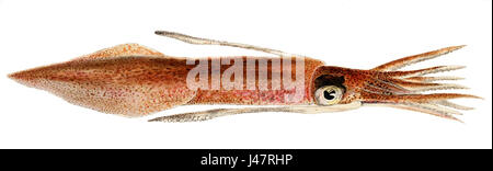 Ommastrephes bartramii, or the neon flying squid, is a species of squid ...