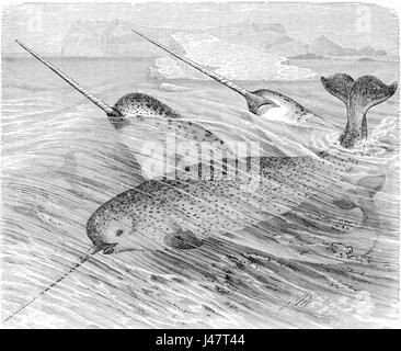 Narwhal (Monodon monoceros) male Stock Photo - Alamy
