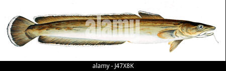 Common ling (Molva molva Stock Photo - Alamy