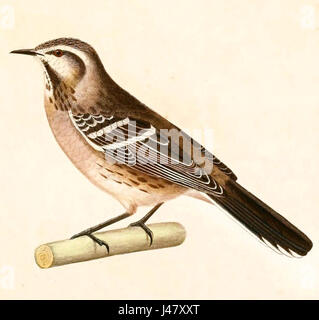 The Chilean Mockingbird (Mimus thenca) is a species of bird in the ...