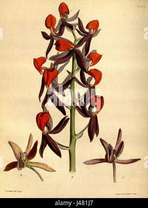 Mormodes ignea Paxton 093 Stock Photo - Alamy