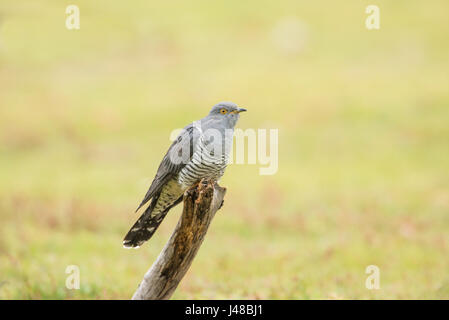 Cuckoo (Cuculus canorus), variously known as Common, European or ...