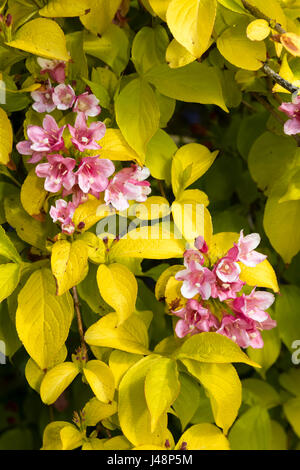 Golden foliage and pink flowers of Weigela 'Looymansii Aurea' Stock ...
