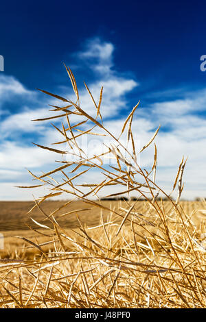 close-up of canola pods in a swath, farmyard containing grain storage ...