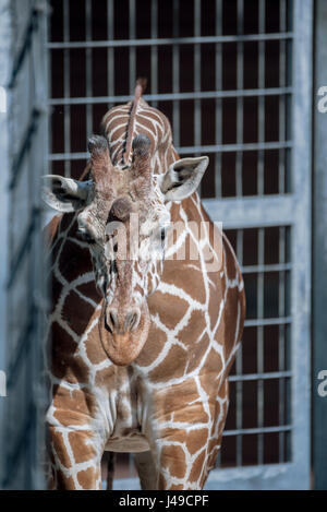 Giraffe from the Wilhelma Zoo in Germany Stock Photo - Alamy