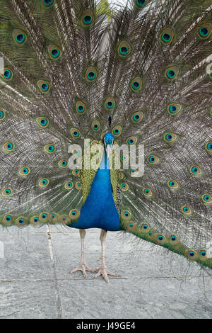 Peacock at Woodlands Family Theme Park, Totnes, Devon , England, United ...