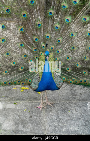 Peacock at Woodlands Family Theme Park, Totnes, Devon , England, United ...