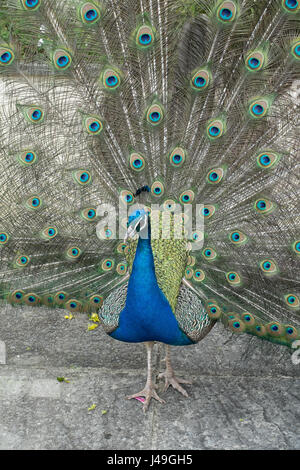 Peacock at Woodlands Family Theme Park, Totnes, Devon , England, United ...