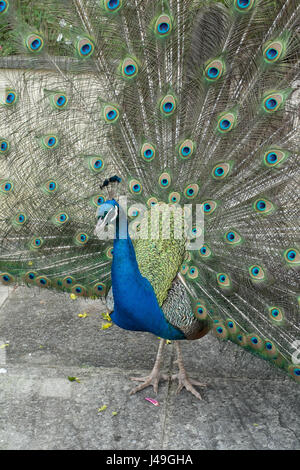 Indian peacock at Woodlands Family Theme Park, Totnes, Devon , England ...
