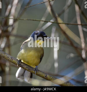 Beautiful vibrant male Weaver bird Ploceidae in tree Stock Photo - Alamy
