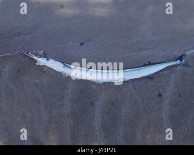 long garfish on sand background Stock Photo - Alamy
