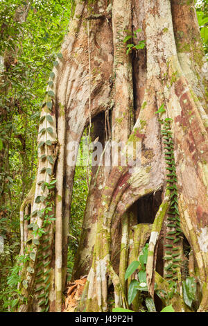 Large rainforest tree with buttress roots in the Ecuadorian Amazon with ...