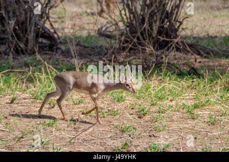 Kirk's Dik-dik - standing / Madoqua kirki Stock Photo - Alamy