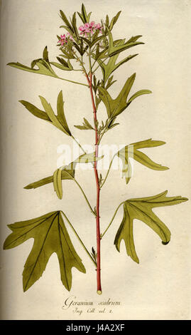 Pelargonium scabrum B542 Stock Photo - Alamy