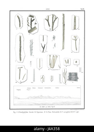 *Polarflora* refers to the flora found in polar regions, covering plant ...