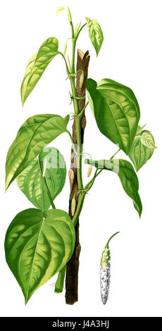 Piper sp Piperaceae flora plant fruit Stock Photo - Alamy