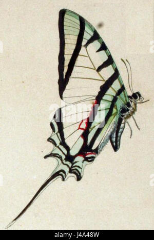 Protesilaus protesilaus archesilaus1 Stock Photo - Alamy