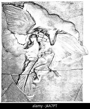 The Archaeopteryx macroura is an extinct species of early bird-like ...