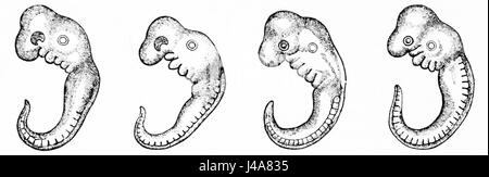 Four different species of embryos Stock Photo - Alamy