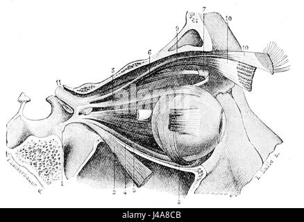 Medical eyeball structure scientific illustration, 3d rendering. 3D ...
