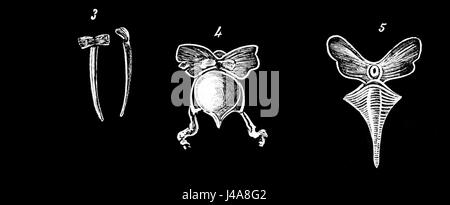 Creseis acicula hyalea tridentata cleodora lanceolata Stock Photo - Alamy