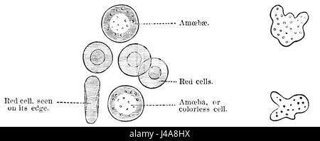 Colored and colorless blood cells Stock Photo - Alamy