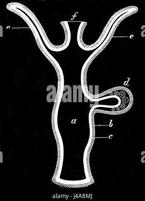 Diagram of a section of hydroid Stock Photo - Alamy