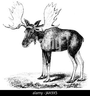 A depiction from 'Popular Science Monthly' illustrating the traditional ...