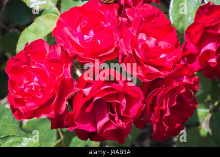 "Europeana" Roses in Bloom Stock Photo - Alamy